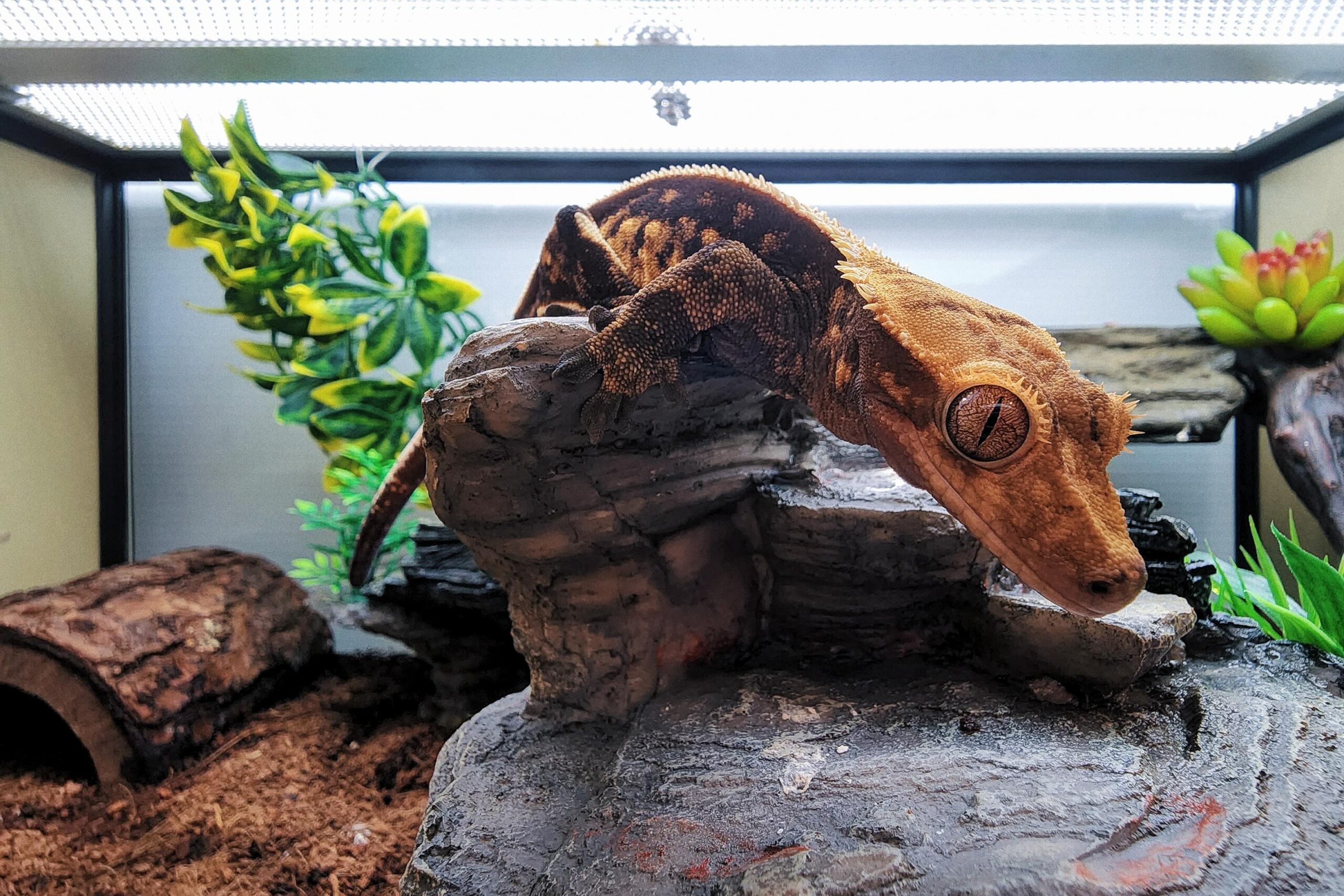 Live Animal Room - North Museum